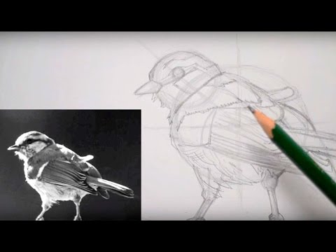 How to Draw a Sparrow using Guides and Shapes (Part 1) ✔