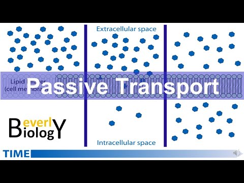 Passive Transport (diffusion & osmosis) - updated