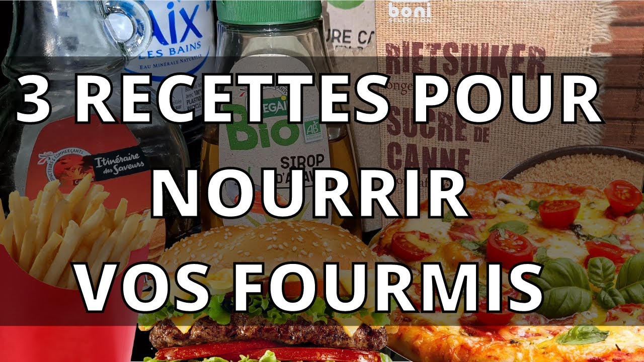 Avec quoi nourrir mes fourmis ? voici 3 de mes recettes très simples et faciles a préparé . #5 FOOD