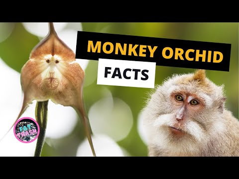 ???? Monkey Orchid Facts Unveiled #orchids #monkeyorchid #facts