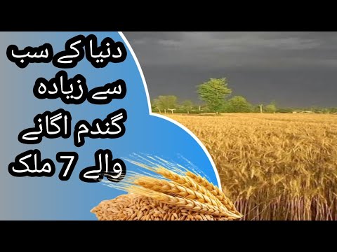 "7 countries in the world where the most wheat is grown"