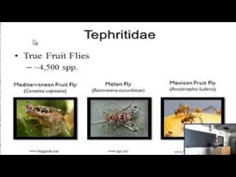 The Effects of Life History Tradeoffs on the Cost of Reproduction in Tephritid Fruit Flies