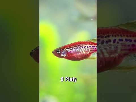 Names of fishes that have no thorns | Interesting Facts | The Beast World