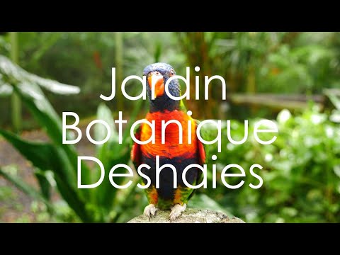 Jardin botanique de Deshaies, Guadeloupe - 4K UHD - Virtual Trip