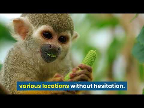 Squirrel Monkey Facts and Information