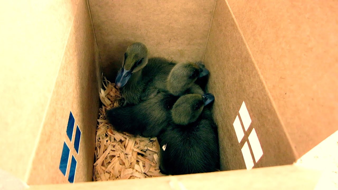 WE GOT BABY DUCKS! Khaki Campbell