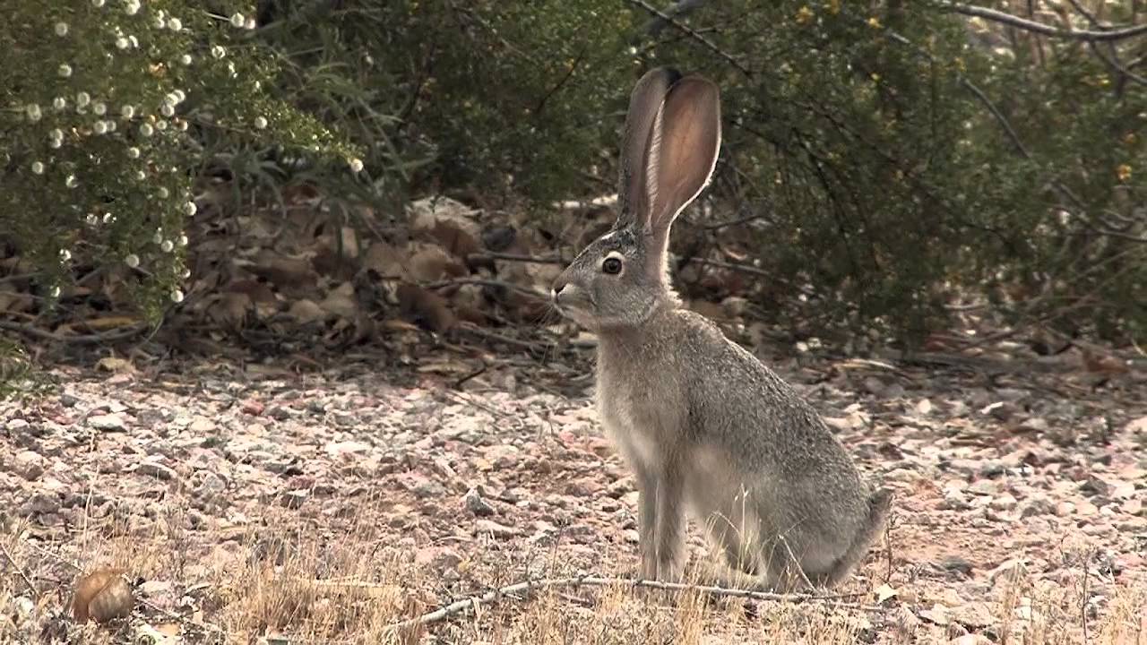Keeping it Cool with Big Ears
