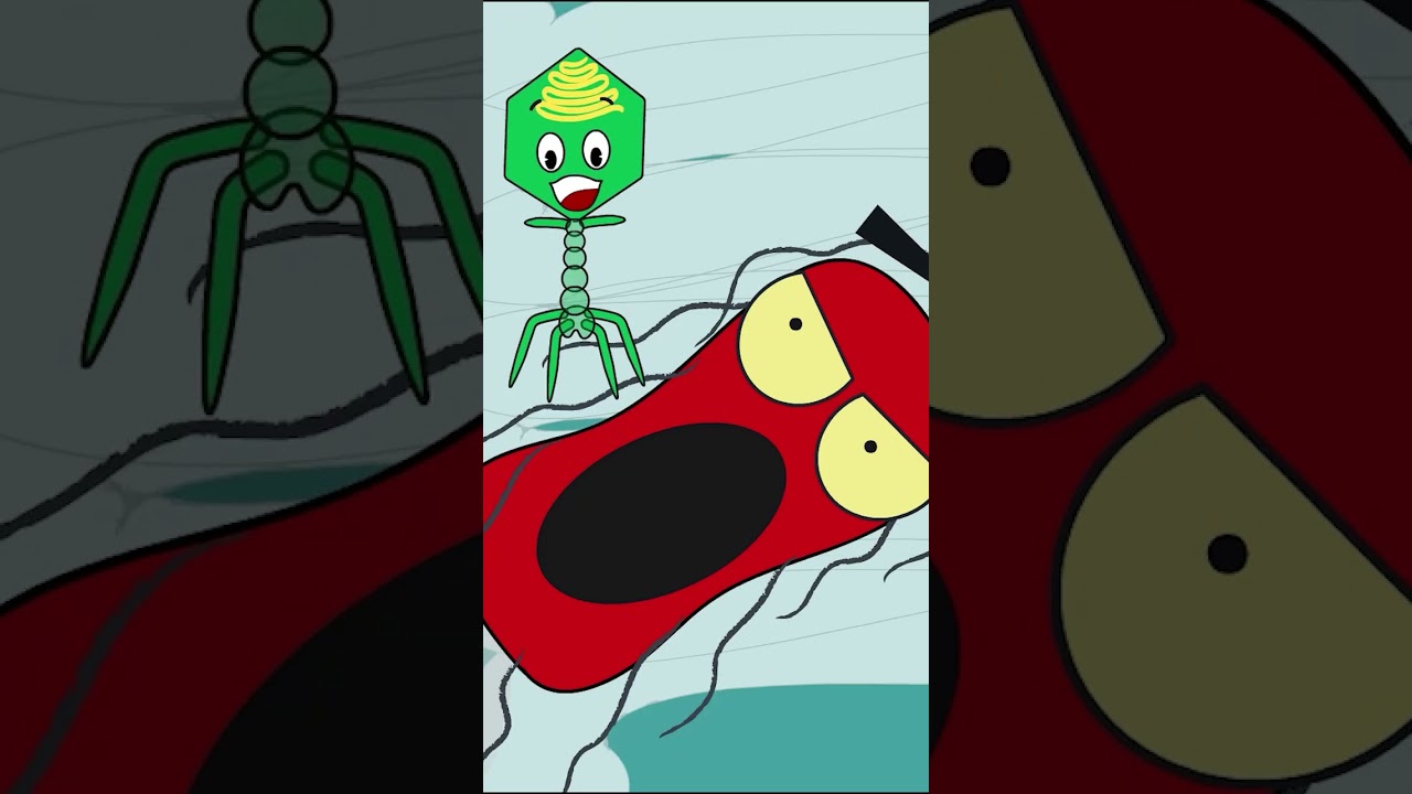How Bacteriophages kill bad bacteria #animation #shorts