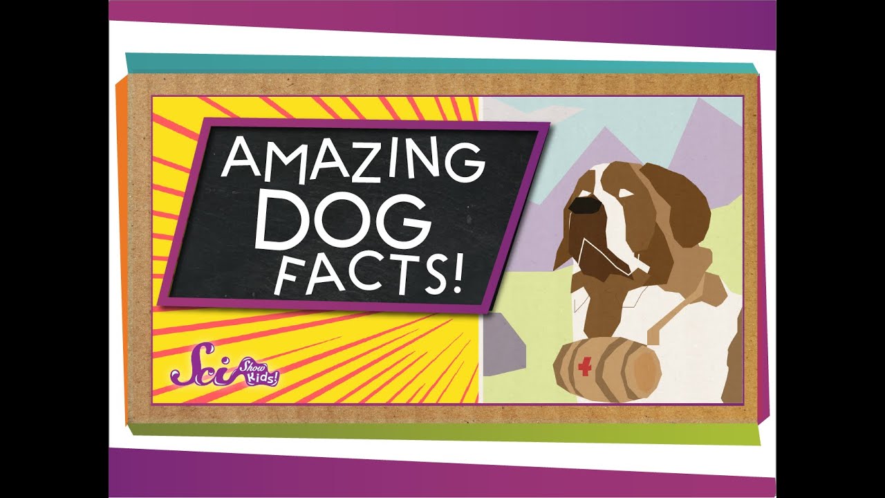 3 Amazing Facts About Dogs!