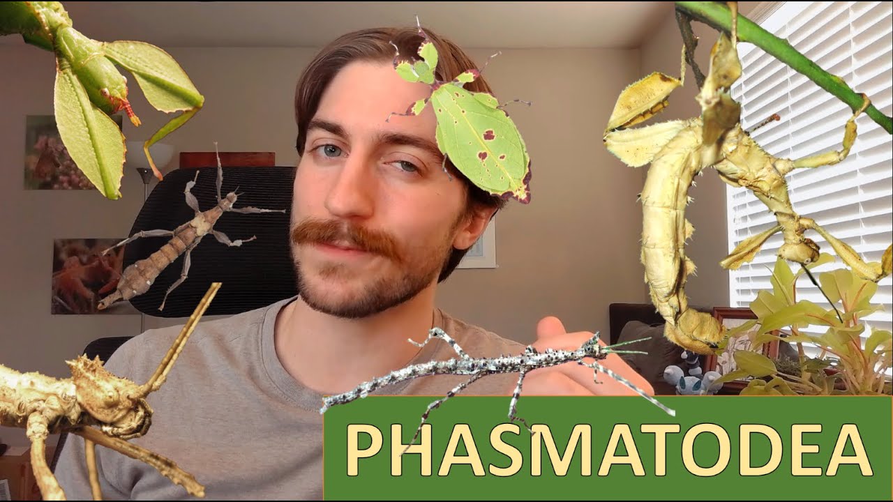 Phasmatodea: Stick and Leaf Insects - Order Spotlight