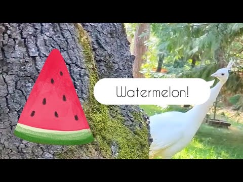 A Summer Time Treat For The Peafowl