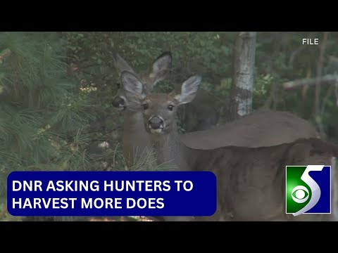 Michigan DNR asking hunters to harvest more does