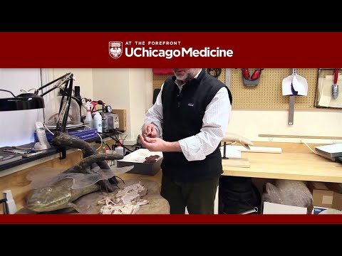 Neil Shubin discusses the hind fin of Tiktaalik, an important step in the evolution of legs