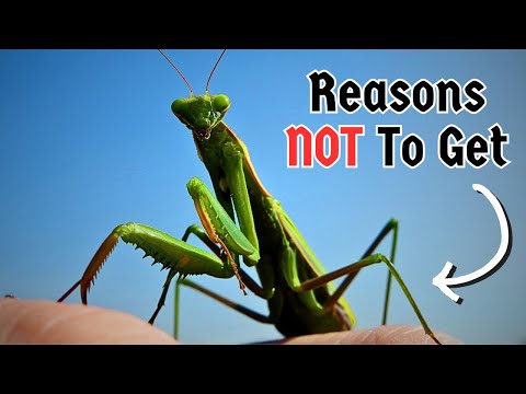 Praying Mantis Pets - Reasons NOT To Get A Mantis | Spooderpods