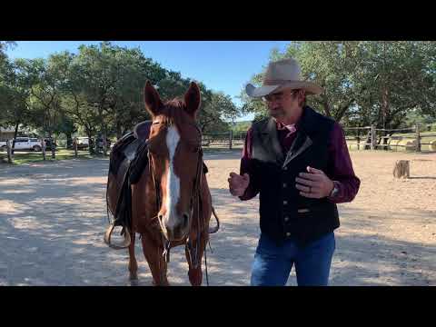 Do Bits Hurt Horses? What Are They For?