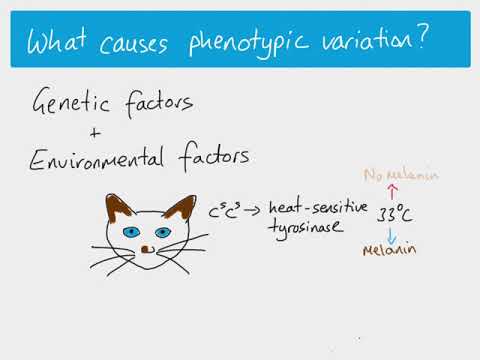A2 Biology - Phenotypic Variation