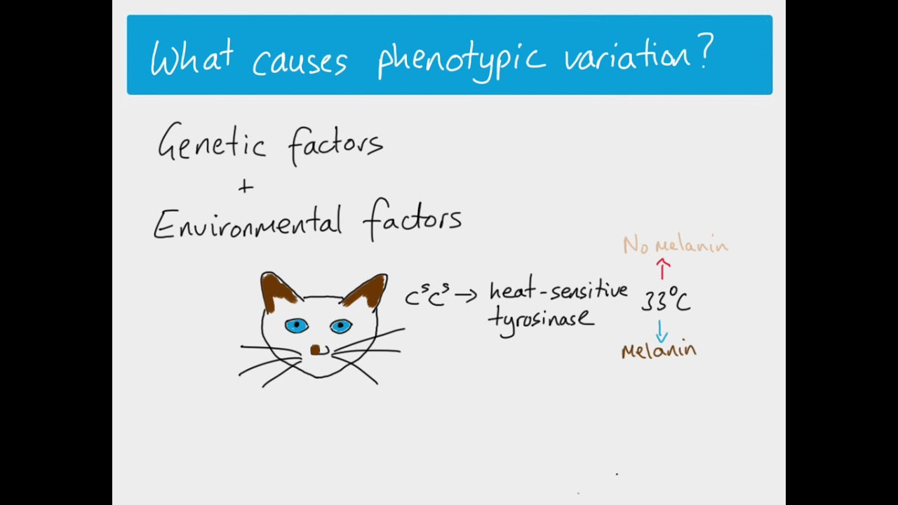 A2 Biology - Phenotypic Variation
