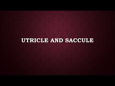 How to Pronounce Utricle and Saccule