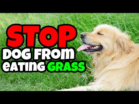 Your Dog Eating Grass? Try This to Stop It