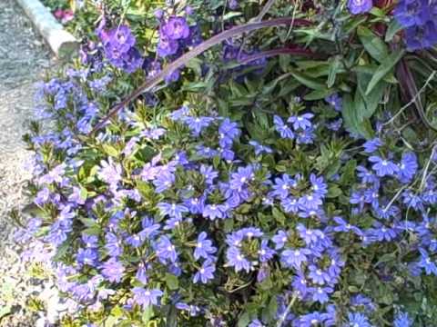 Scaevola Fan Flower--- Fan I Am !