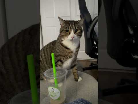 Cat does airplane ears #shorts #catvideos