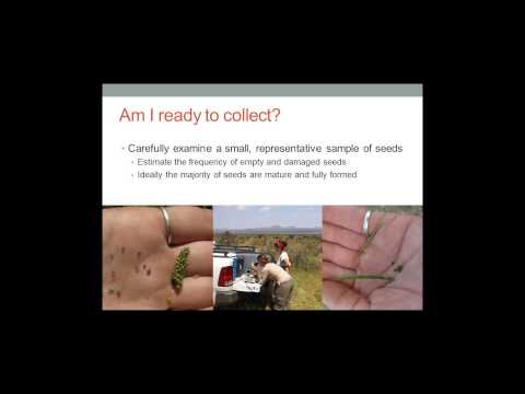 Seed collection and extraction for wildland restoration