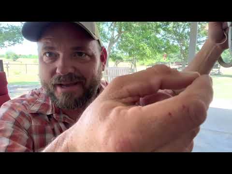 Eastern yellow bellied racer