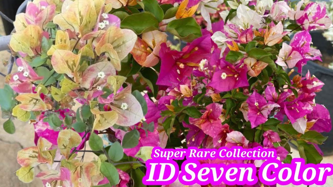 ID Seven Color / Bougainvillea Garden / Flowers Bloom / Rare Collection / Tips  / grafted / grow