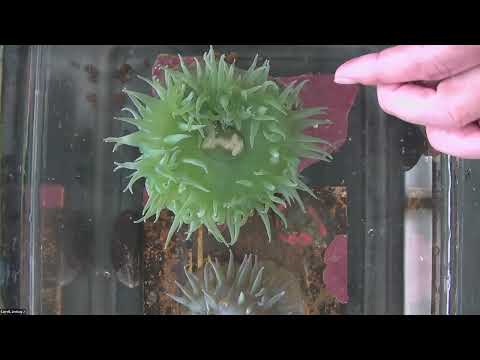 Sea Anemone Live Animal Interaction Marine Science Day 2022