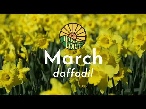 March Birth Flower: Daffodil