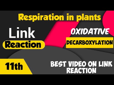 Link reaction | Oxidative Decarboxylation | Aerobic Pathway | Respiration in plants | Class 11th