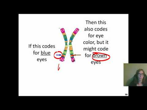 05.02 Homologous Chromosomes vs Sister Chromatids