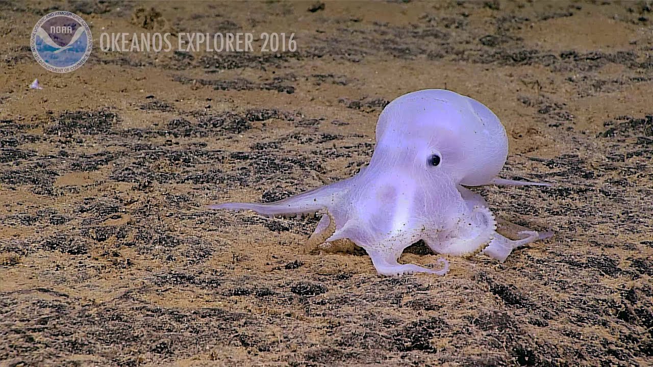 Scientists discover 'ghost' octopus in deep ocean - guess what they ...