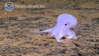 Scientists discover 'ghost' octopus in deep ocean - guess what they ...