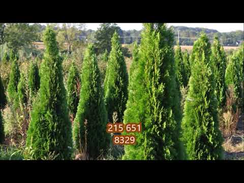 This tough yet attractive Juniper Spartan Junipers