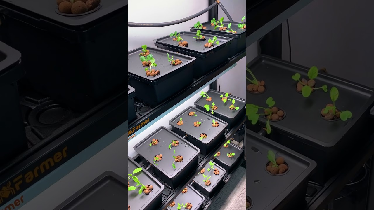 Give your veggies the perfect home with @SpiderFarmer Smart G12 Hydroponic Grow System