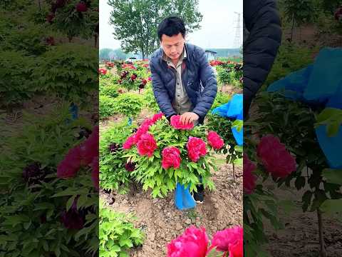 Removing peony flowers: Improving the yield and quality of peony roots as medicinal material