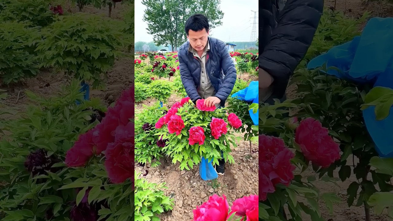 Removing peony flowers: Improving the yield and quality of peony roots as medicinal material