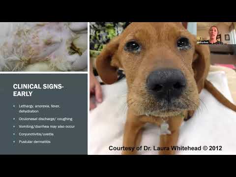 Canine Distemper