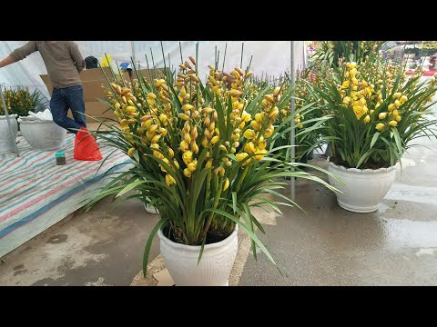 SH.2220.Với 3,5tr ta có một chậu Địa Lan (TATO)Tuyệt vời.Chợ Vạn Phúc Hà Nội