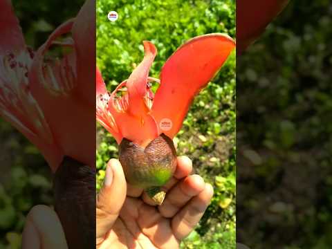 सेमल के फूल के फायदे || Health Benefits of Semal flower #shorts #ytshorts