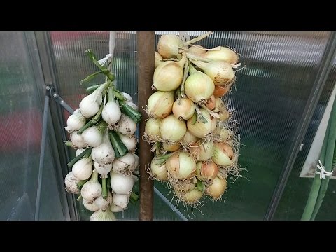 Winter Onion Senshu And Silvermoon Variety Harvest #gardening #harvesting #onions