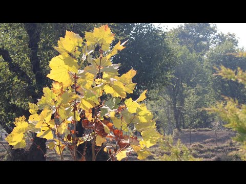 Best plants 🌱 Nursery near Sri Sai University Palampur