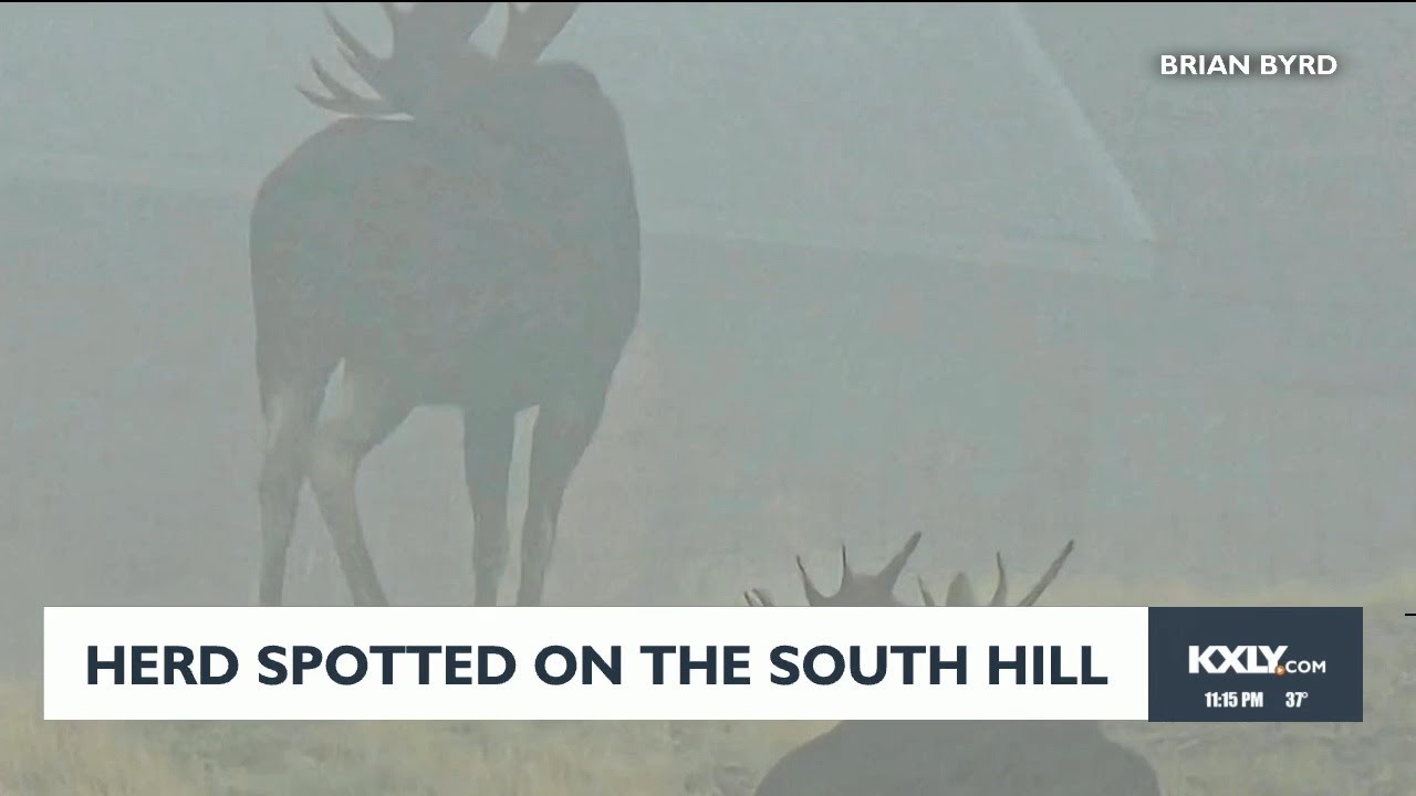 Moose herd spotted on Spokane's South Hill