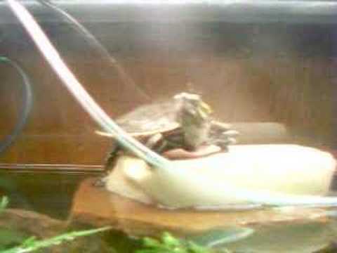 Slippy the Turtle chillin' to 99.7 KY!!
