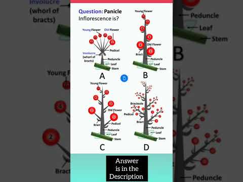 Which is Panicle Inflorescence? | Morphology of Flowering Plants Class 11 | KVS PGT BIOLOGY