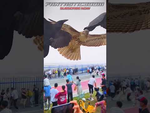 AMAZING! KING EAGLE AND TWO GIANT BLACK BIRD