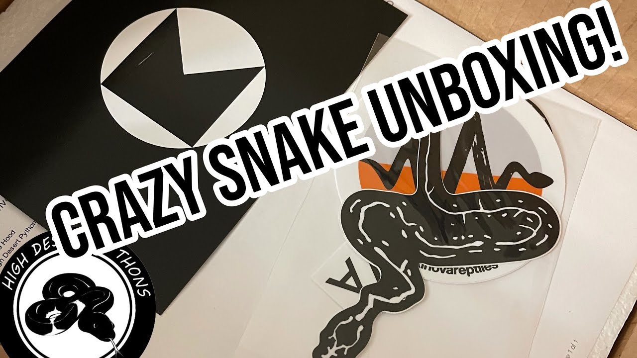 Ball Python Unboxing from Justin Kobylka @KINOVAReptiles | High Desert Pythons