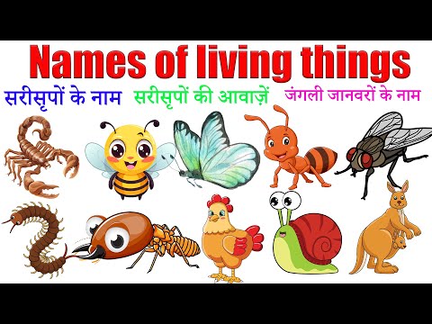 Names of living things🐀🦋 | Insects Names in English and Hindi | Insects Sounds #Names of animals