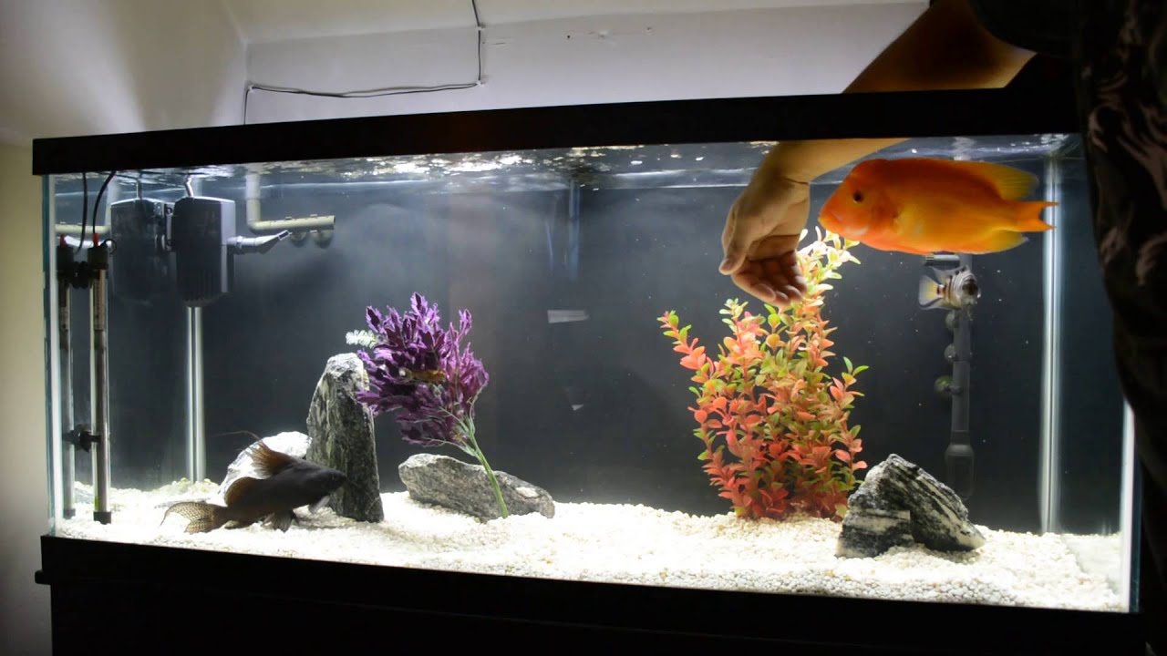 Red Devil Cichlid • Care Guide (Tank Setup, Mates & Diet)